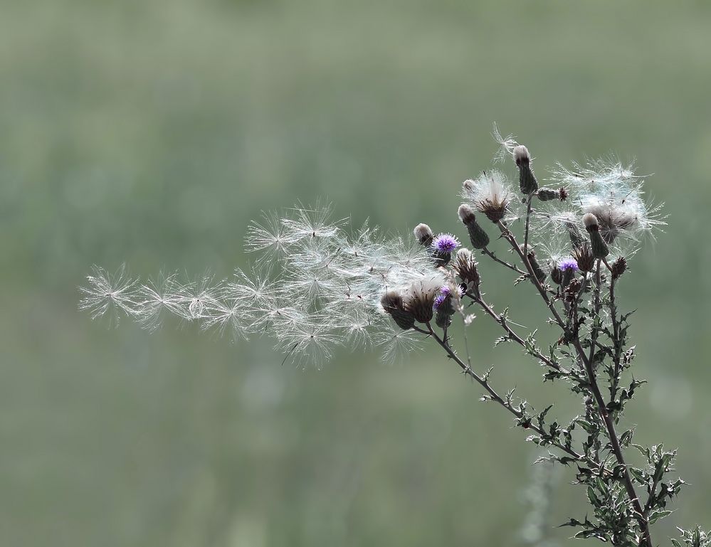 °Sommerwind° Foto & Bild | pflanzen, blüten, distel Bilder auf ...