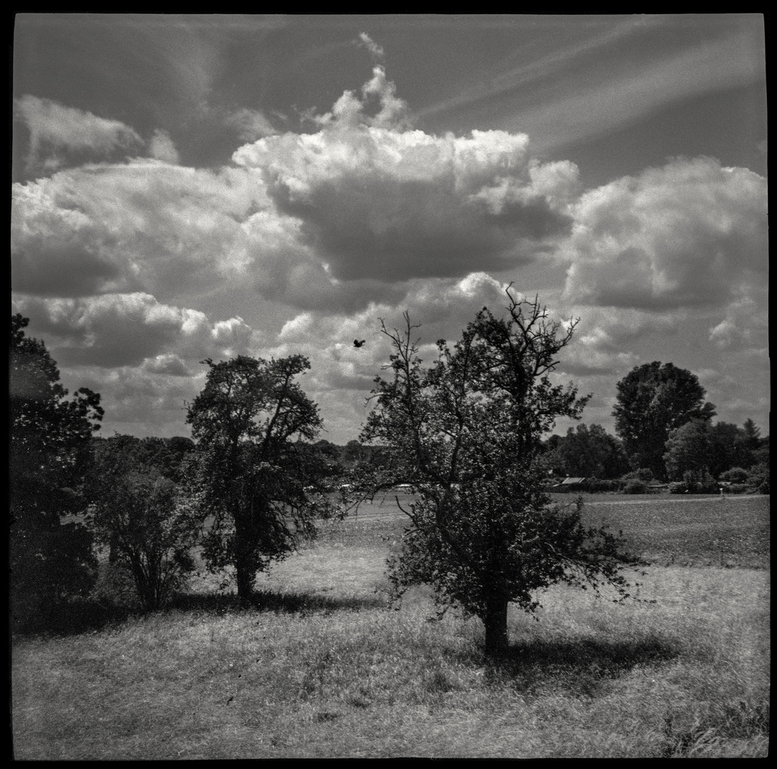 Sommerwolkenbaum mit Fogi. Foto & Bild | himmel, sw, rhein Bilder auf ...