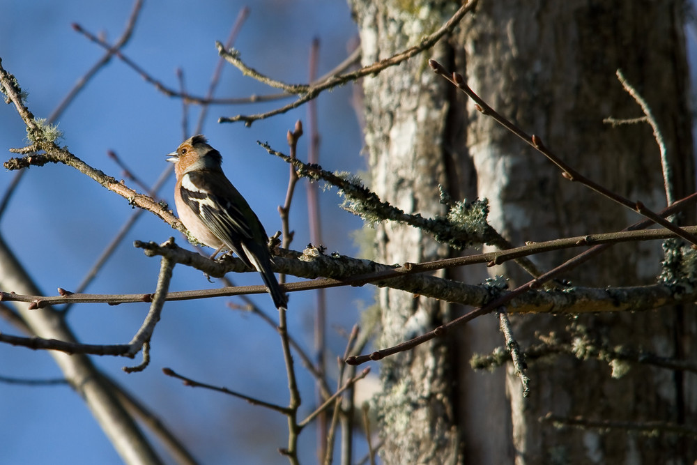 Son ramage ressemble à son plumage photo et image | animaux, animaux ...