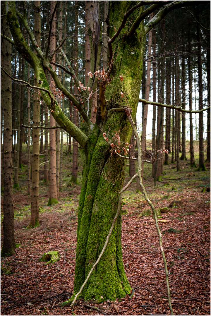 Sonderling Foto & Bild | landschaft, lebensräume, natur Bilder auf ...