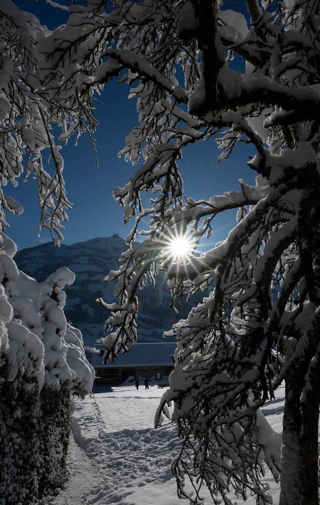 Sonne Foto & Bild | jahreszeiten, winter, bäume Bilder auf fotocommunity