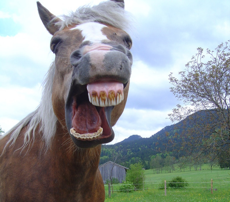 Sonne macht albern Foto & Bild | tiere, haustiere, pferde, esel ...