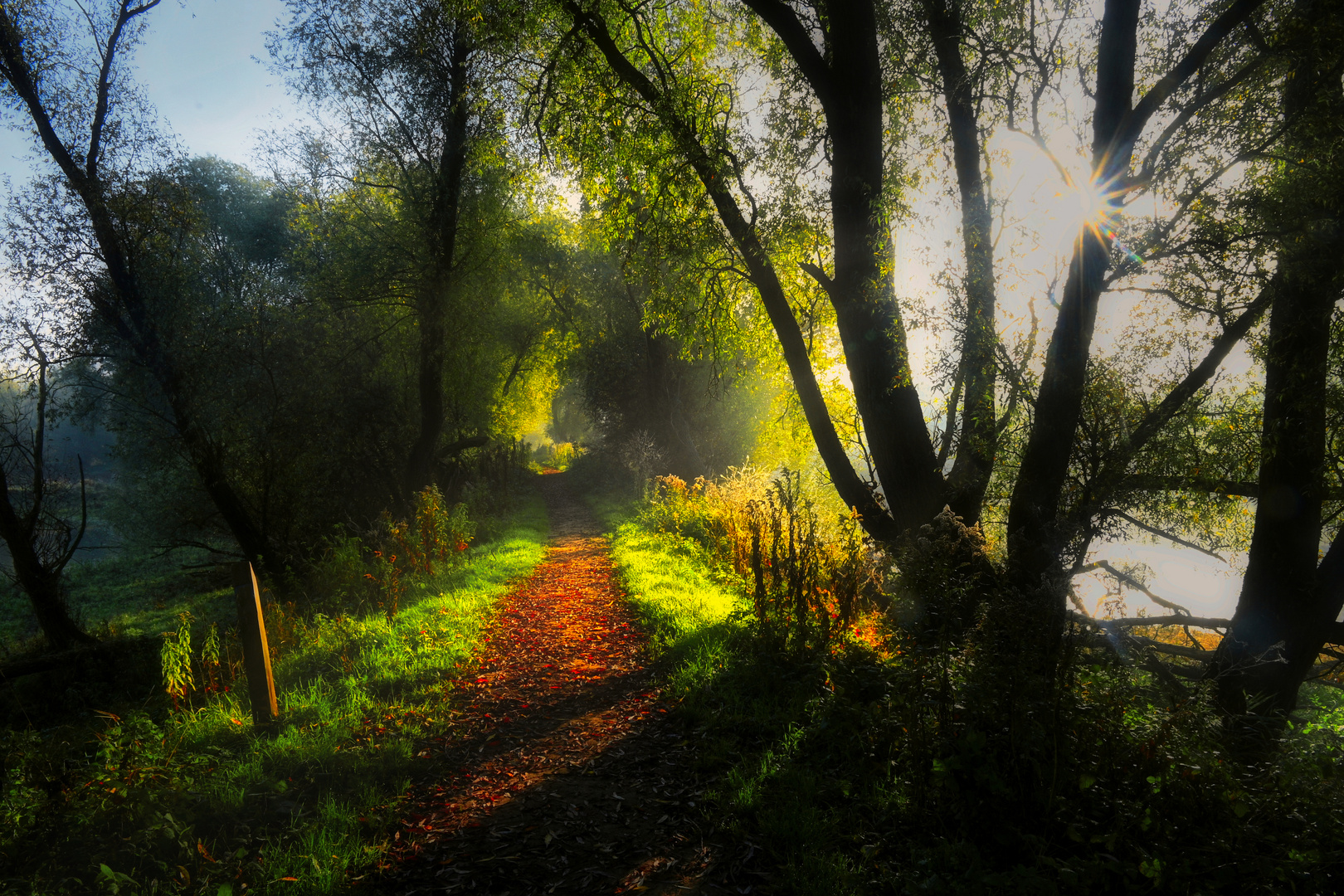 Sonnen-Allee Foto & Bild | landschaft, jahreszeiten, herbst Bilder auf ...