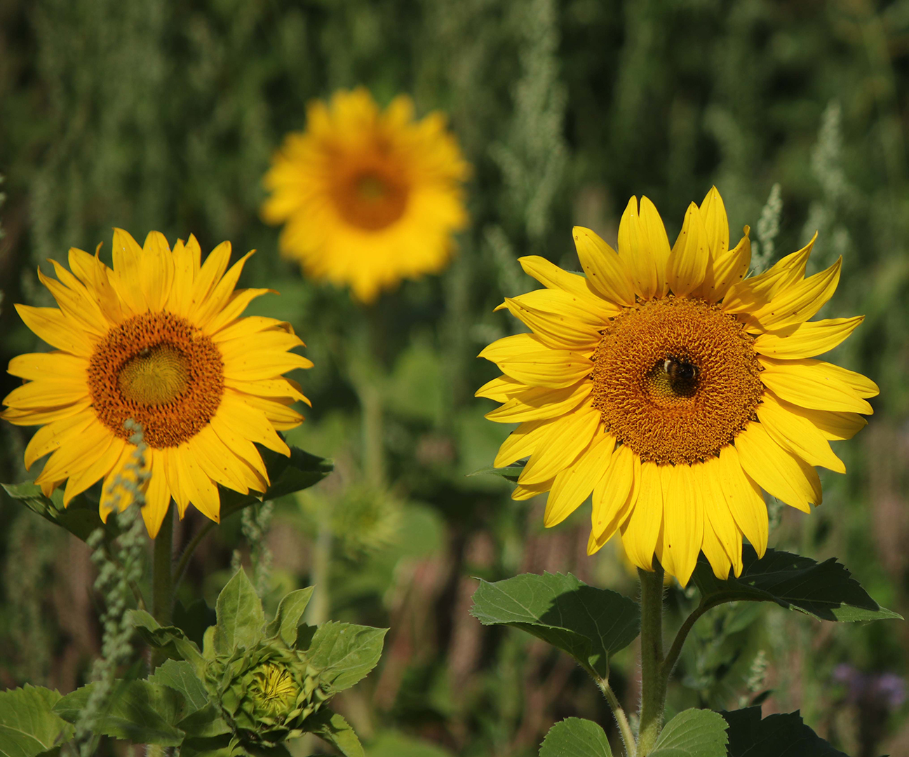 Sonnen-Blume Foto & Bild | grün, gelb, natur Bilder auf fotocommunity