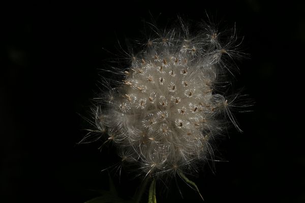 Disteln & Karden Bilder & Fotos