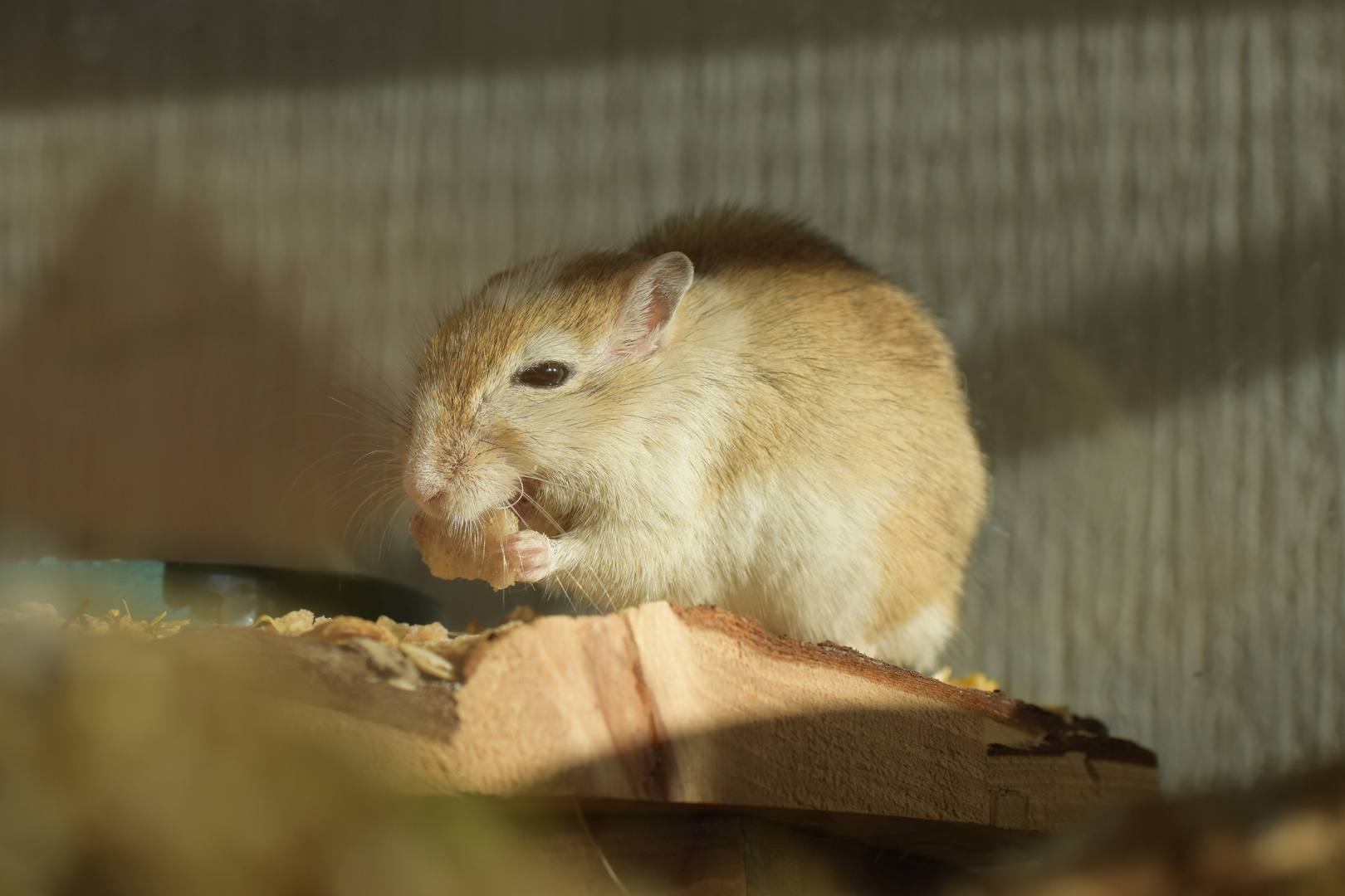 Sonnen-Hungrig Foto & Bild | tiere, haustiere, nagetiere & kaninchen ...
