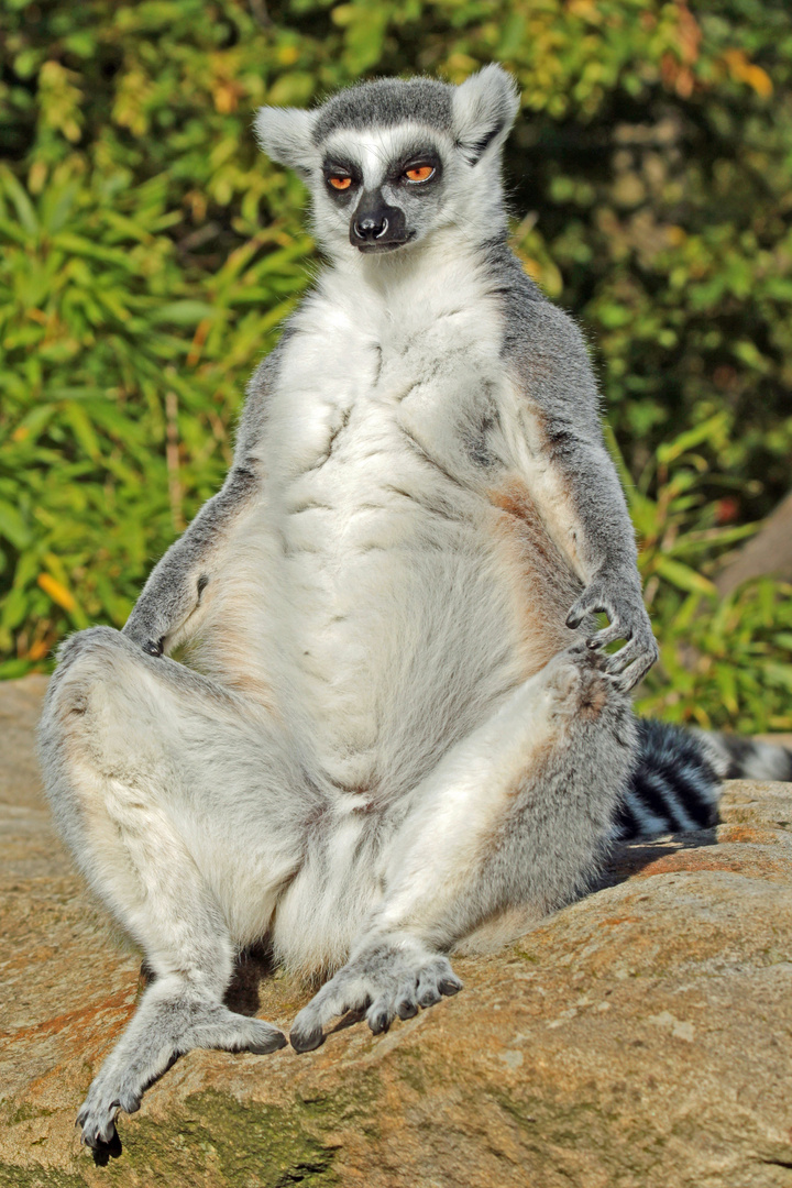Sonnenanbeter Foto & Bild | tiere, zoo, wildpark & falknerei ... Sonnenanbeter Foto & Bild | tiere, zoo, wildpark & falknerei ...