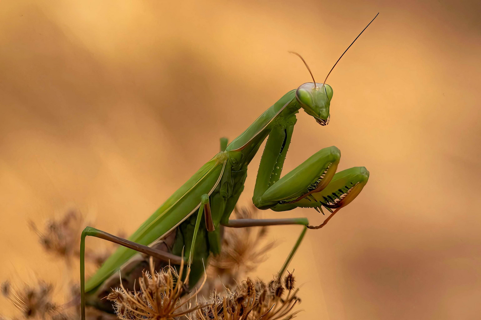 Sonnenanbeterin Foto & Bild | tiere, wildlife, insekten Bilder auf ...