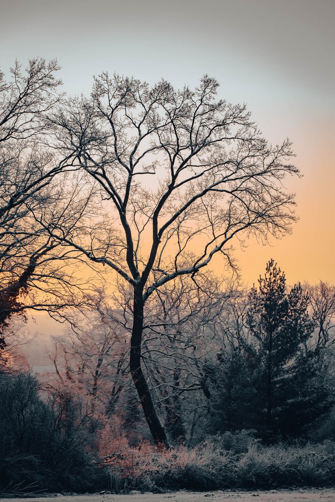 Sonnenaufgang Foto & Bild | park, world, spezial Bilder auf fotocommunity