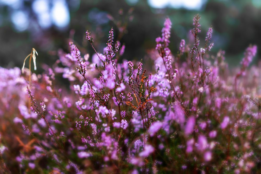 Sonnenaufgang in der Heide II Foto & Bild | natur, landschaft, pflanzen ...