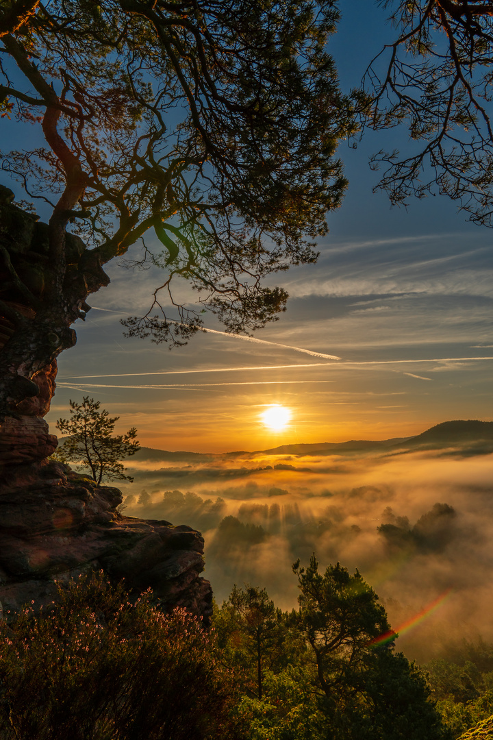 Sonnenaufgang mit Nebel über Busenberg Foto & Bild | pfälzer wald ...