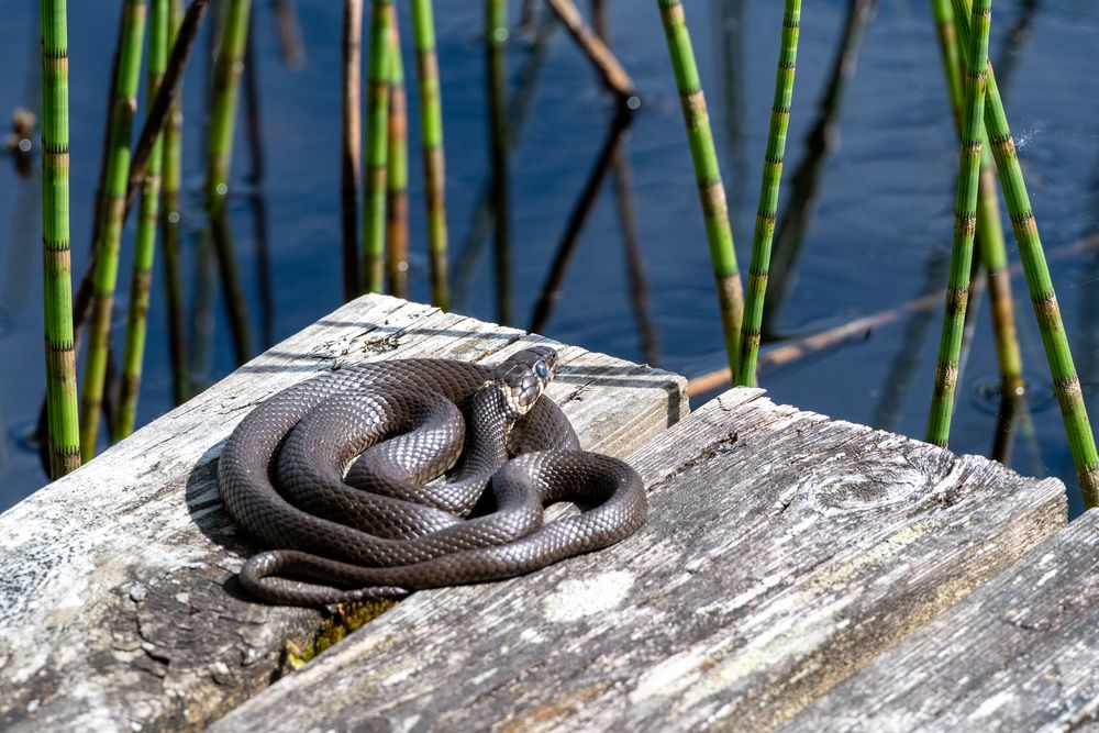 Sonnenbad Foto & Bild | tiere, wildlife, amphibien & reptilien Bilder ...