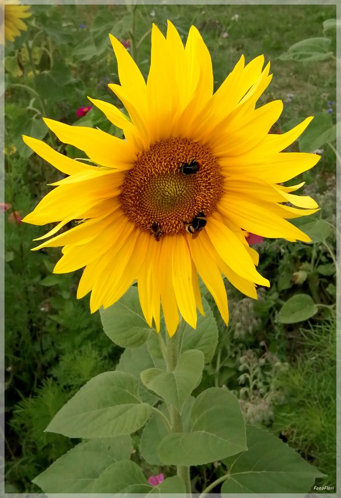 Sonne(nblume) Foto & Bild | spezial, natur, pflanzen Bilder auf ...