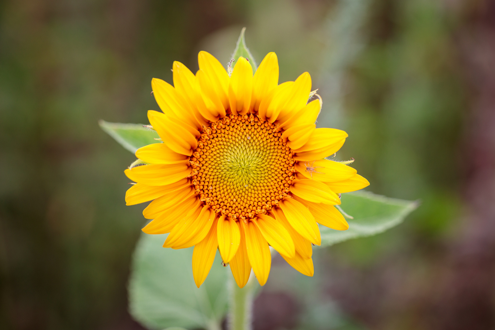 Sonnenblume Foto & Bild | sommer, orange, gelb Bilder auf fotocommunity