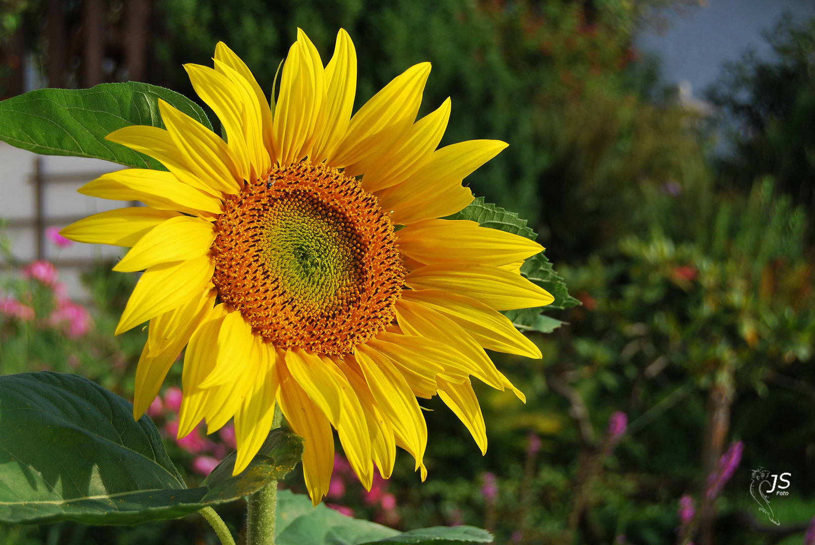 Sonnenblume .... Foto & Bild | pflanzen, pilze & flechten, blüten ...