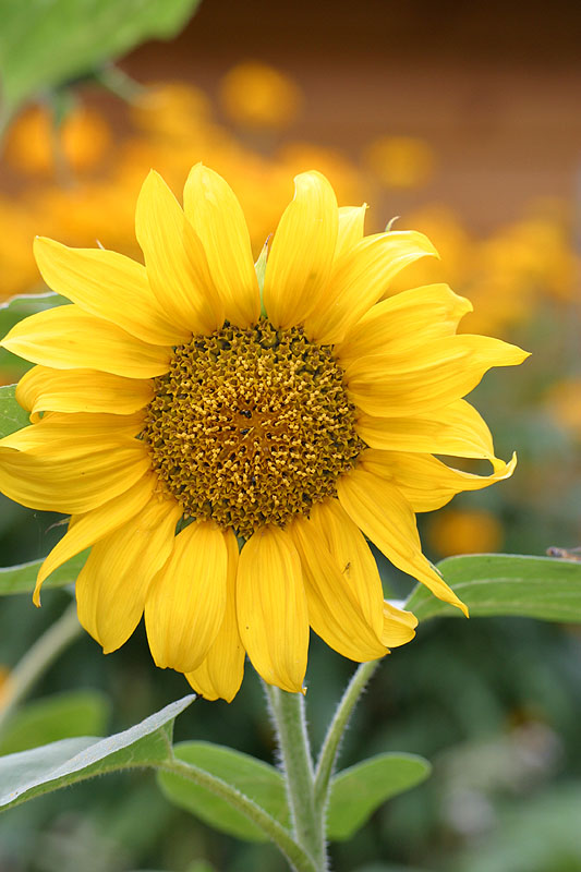 Sonnenblume Foto & Bild | pflanzen, pilze & flechten, blüten ...