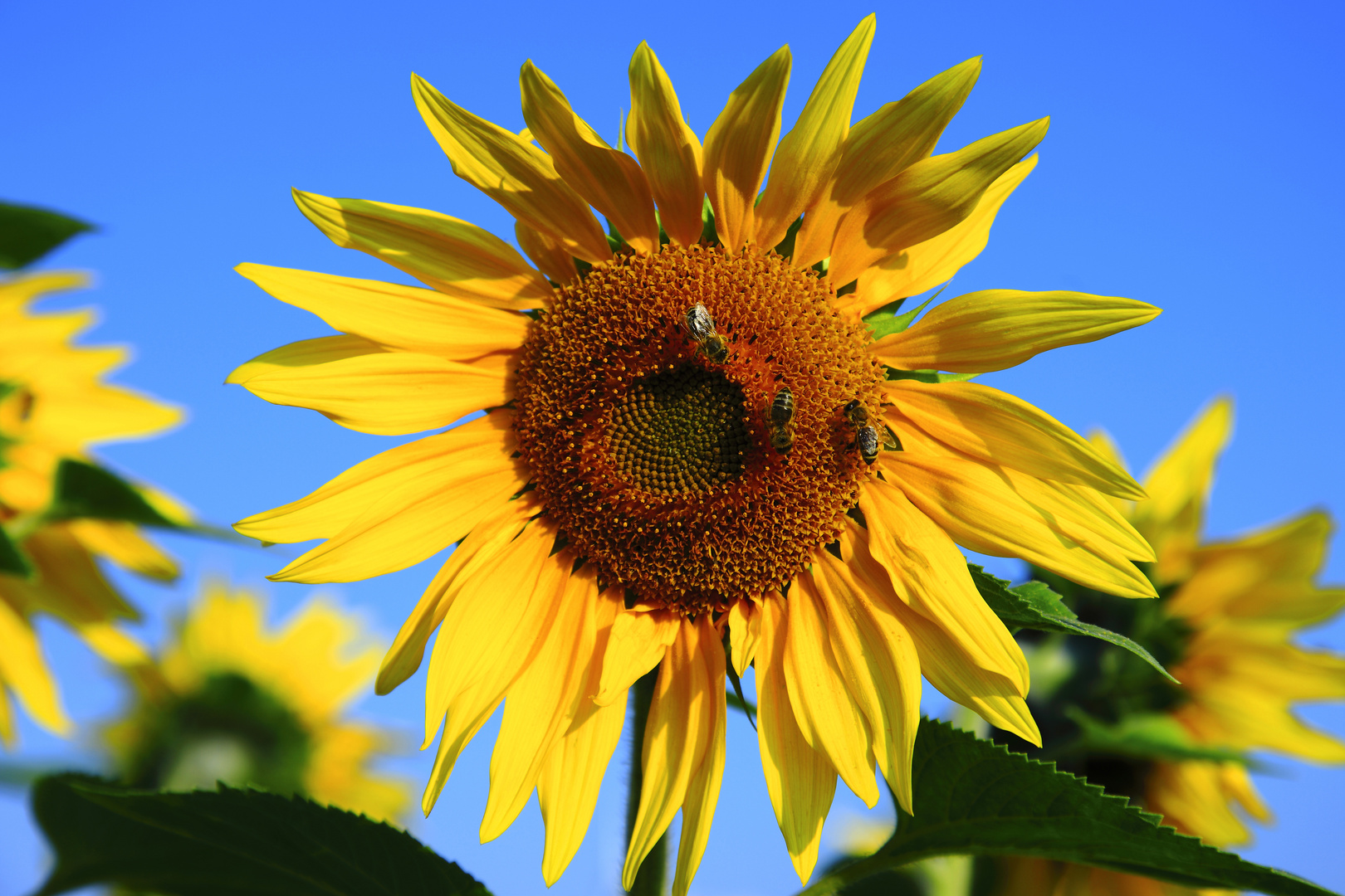 Sonnenblume Foto & Bild | sommer, natur, pflanzen Bilder auf fotocommunity
