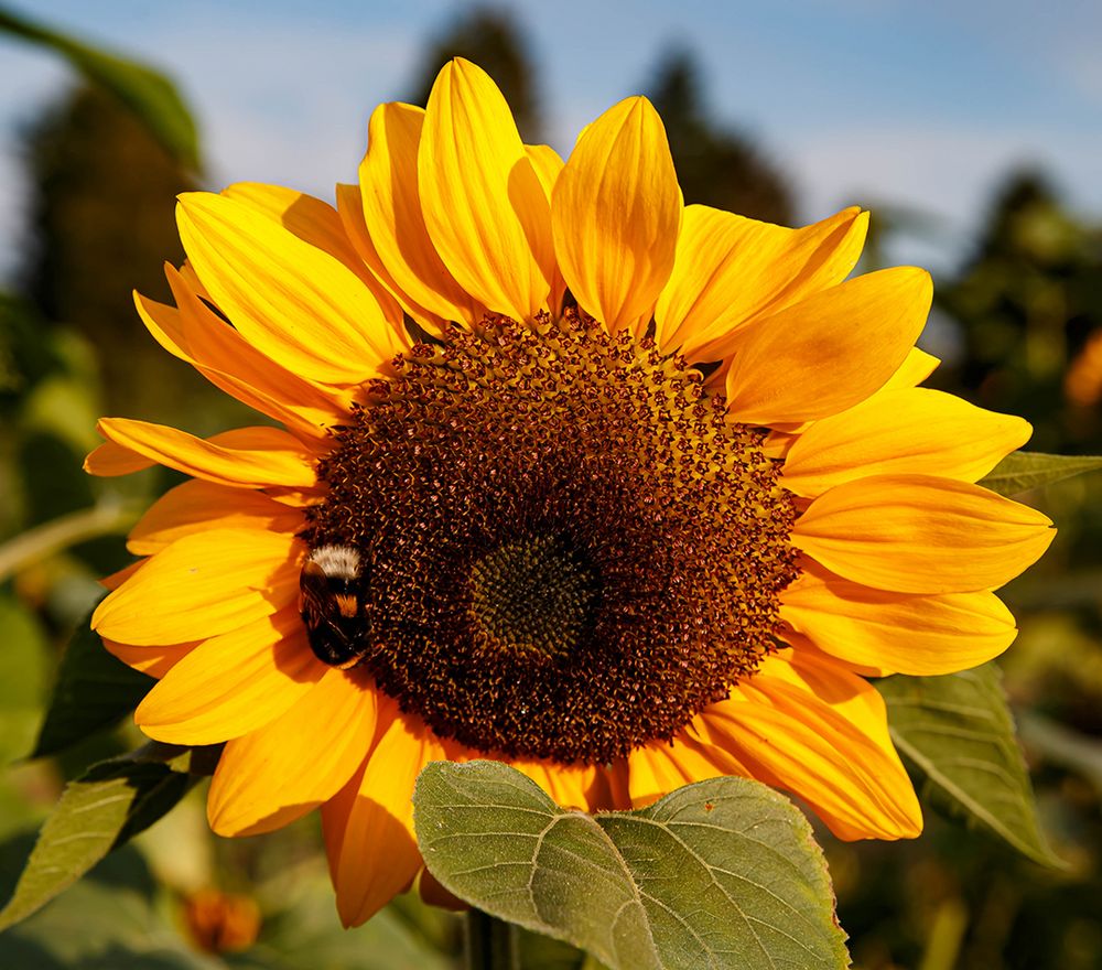 Sonnenblume 2 Foto & Bild | deutschland, europe, stillleben Bilder auf ...