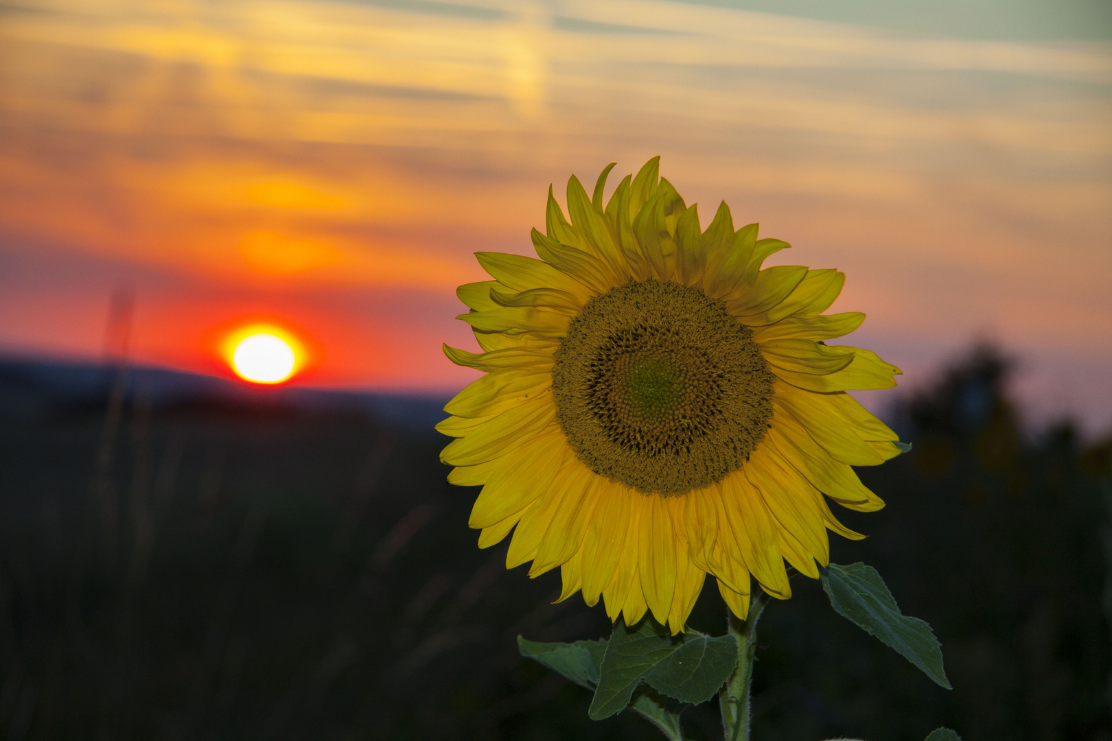 Sonnenblume Foto & Bild | sonnenuntergang, sonne, nacht Bilder auf ...