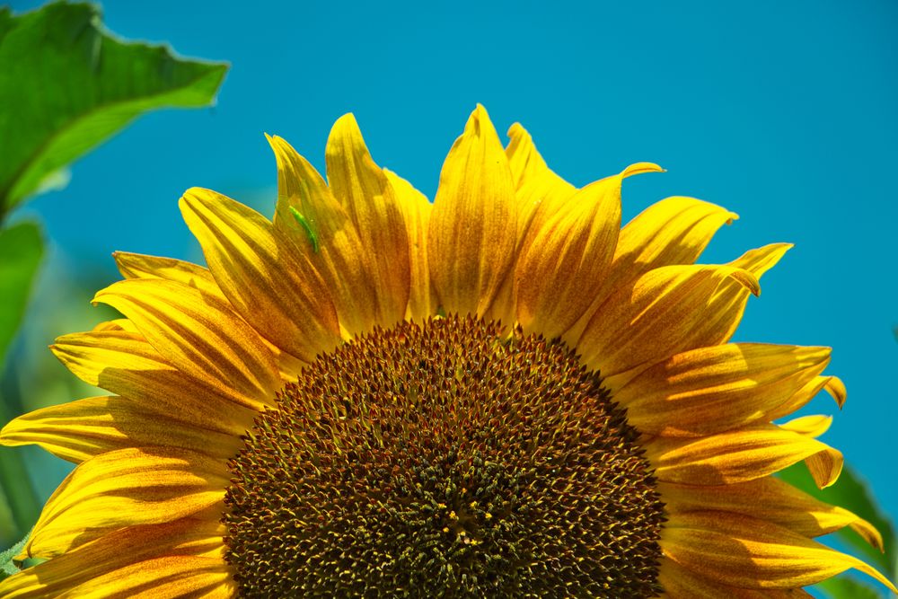 Sonnenblume Foto & Bild | pflanzen, pilze & flechten, blüten ...