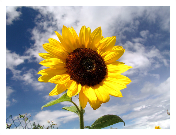 Sonnenblume Foto & Bild | projekte, summertime, projektarchiv 2003 ...