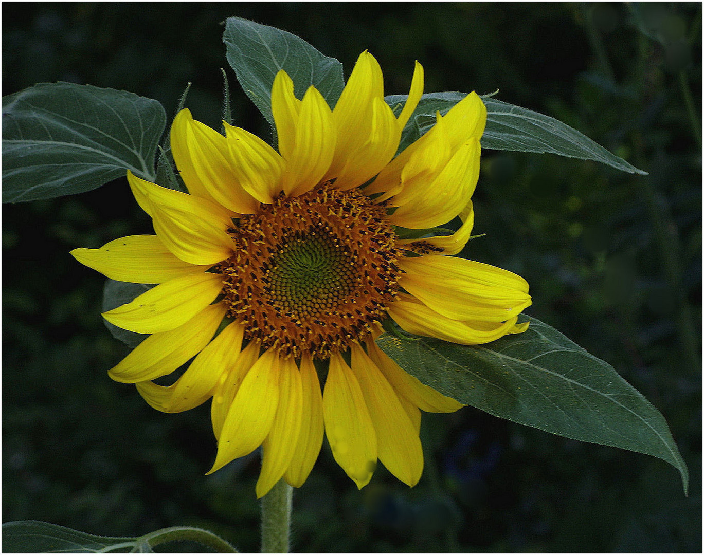 Sonnenblume Foto & Bild | pflanzen, pilze & flechten, blüten ...