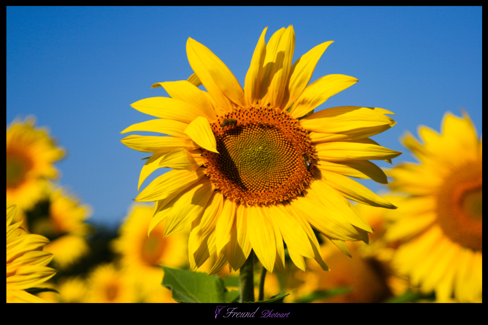 Sonnenblume mit Biene Foto & Bild | pflanzen, pilze & flechten, blüten ...