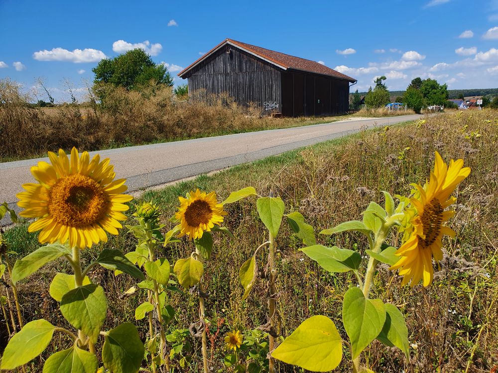 Sonnenblumen Foto & Bild | landschaft, Äcker, felder & wiesen, blumen 2 Bilder auf fotocommunity
