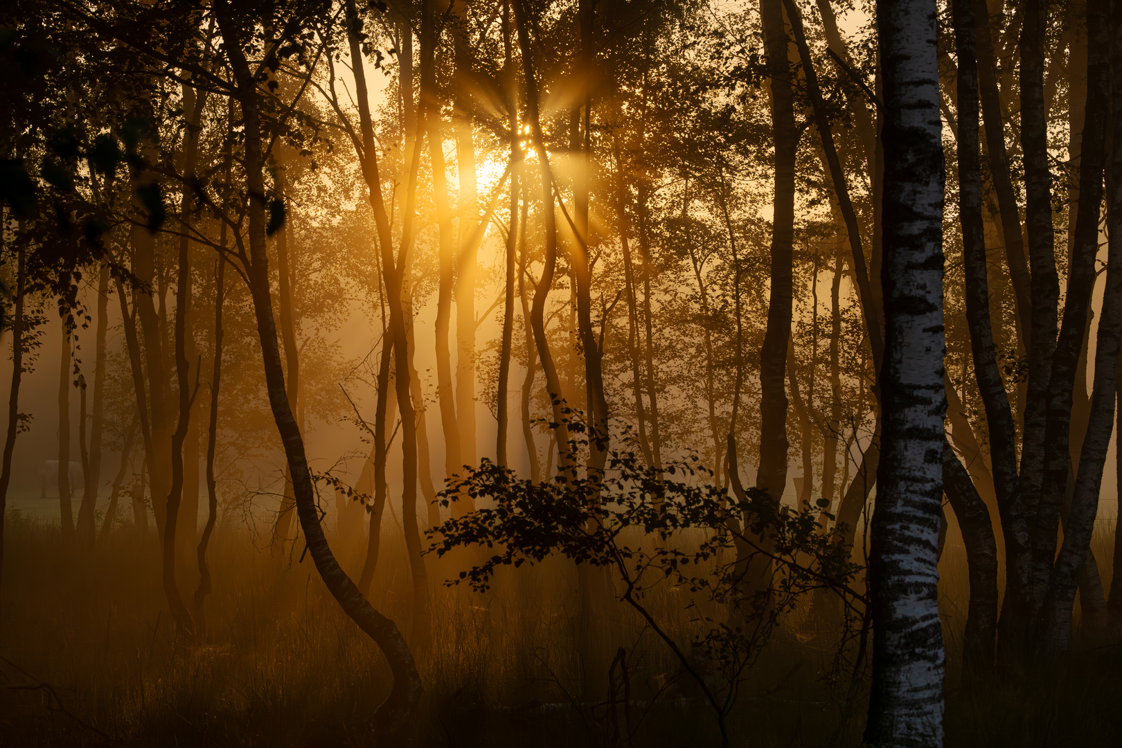 SONNENDURCHFLUTET Foto & Bild | natur, landschaft, wald Bilder auf fotocommunity