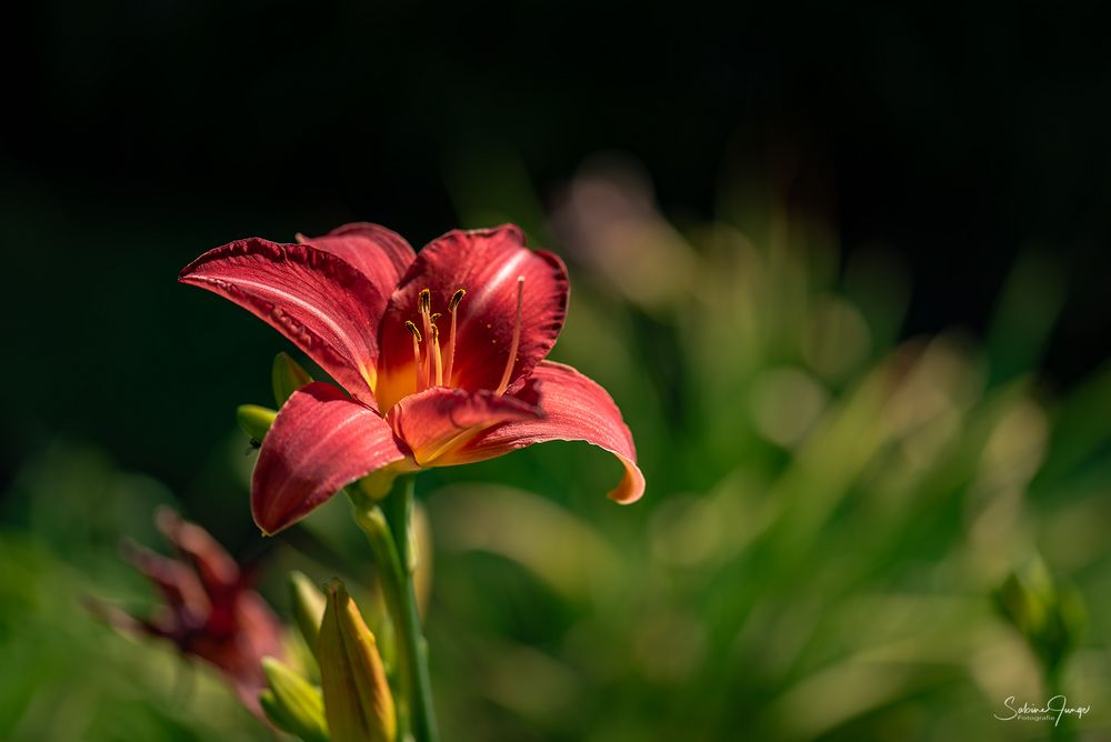 Sonnenfängerin Foto & Bild | natur-makros, projekte, natur-kreativ Bilder auf fotocommunity