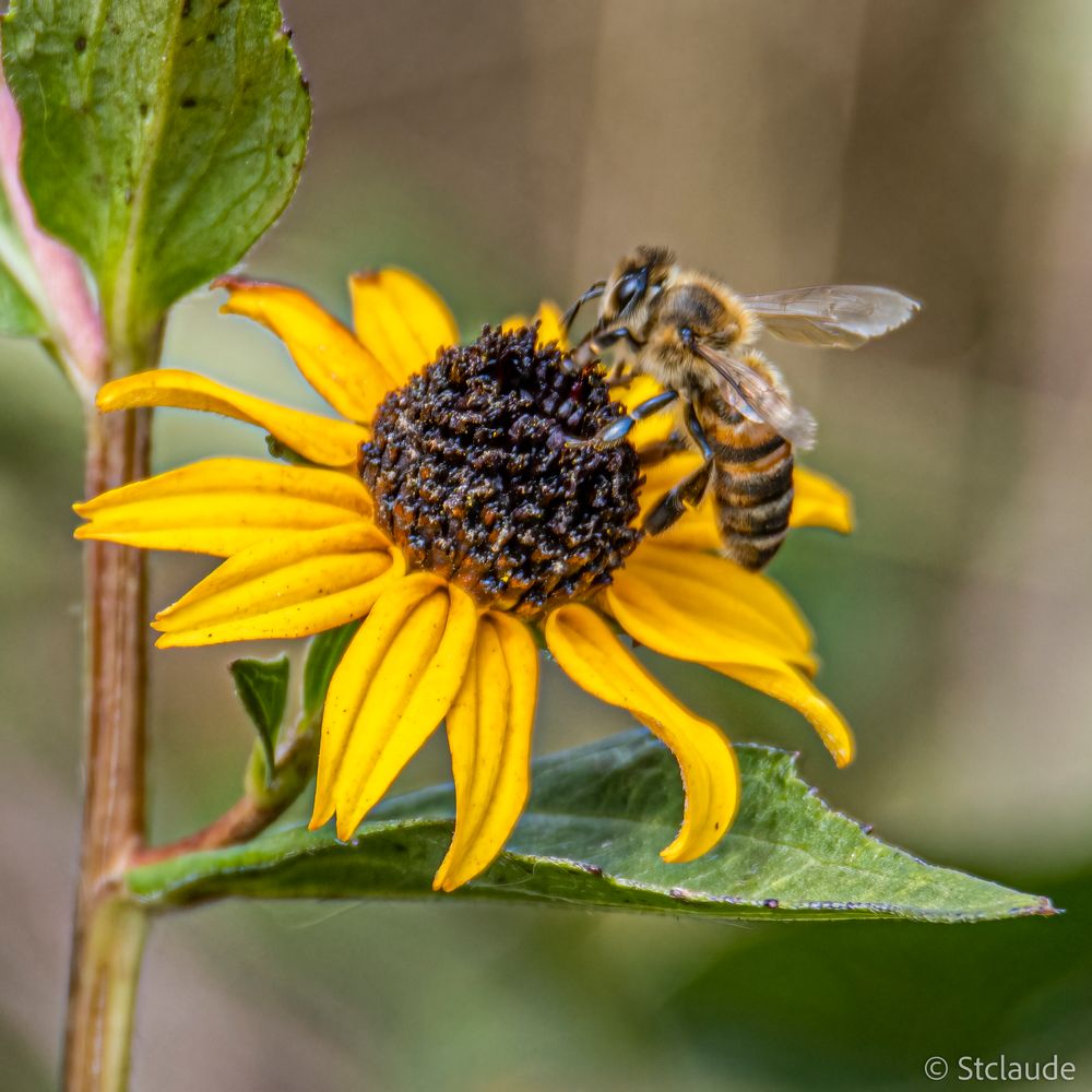 Sonnenhut Foto & Bild | natur, insekten, tiere Bilder auf fotocommunity