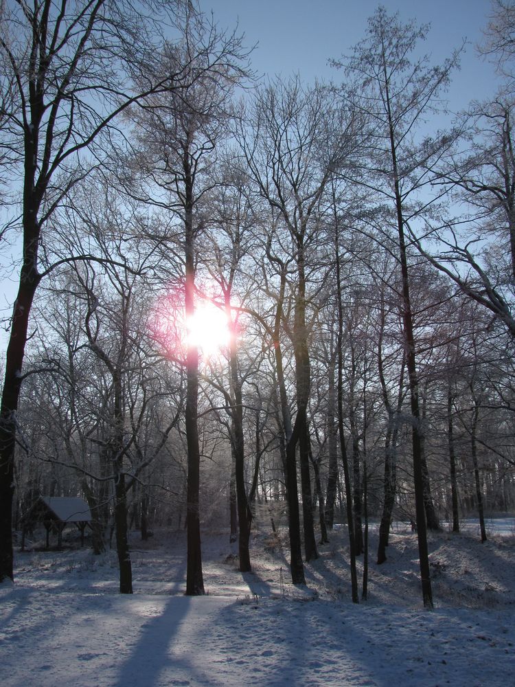 Sonnenschein Foto & Bild | jahreszeiten, winter, natur Bilder auf fotocommunity