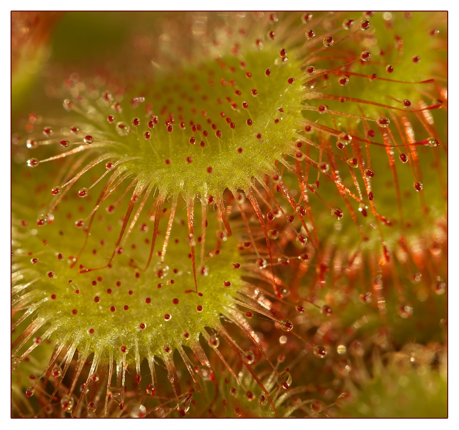 Sonnentau Foto & Bild | nah- & makro, techniken, aufnahme-techniken Bilder auf fotocommunity