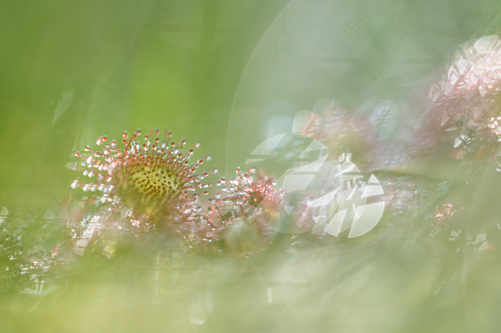 ___Sonnentau________________ Foto & Bild | pflanzen, pilze & flechten, blüten- & kleinpflanzen ...