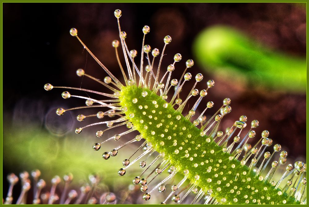 Sonnentau spezial Foto & Bild | makro, natur, kreativ Bilder auf ...