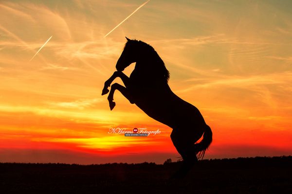 Steigendes Pferd Fotos & Bilder auf fotocommunity