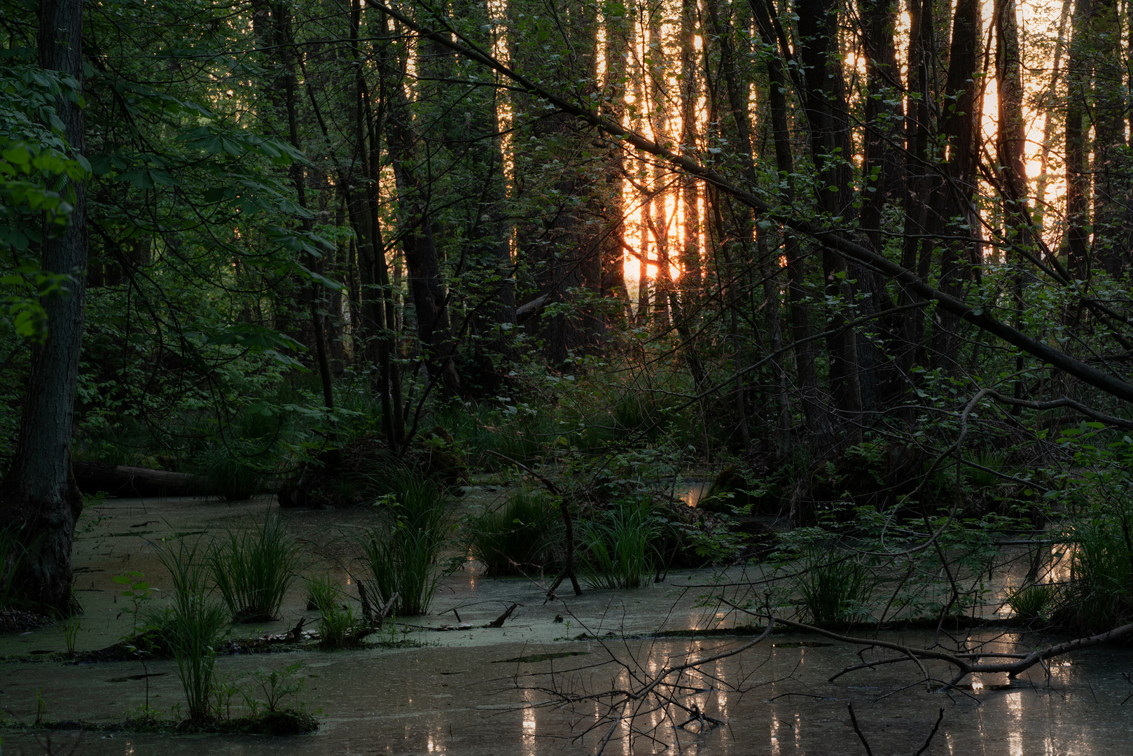 Sonnenuntergang im Moor Foto & Bild | landschaft, moor, sonnenuntergang ...