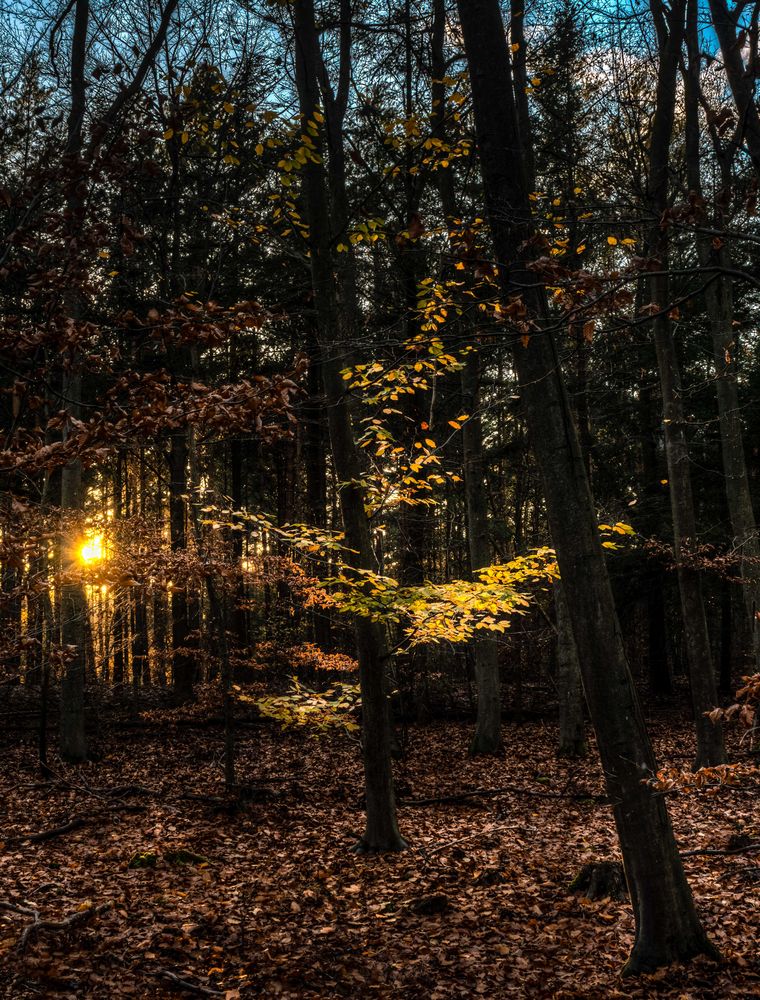 Sonnenuntergang im Wald Foto & Bild | landschaft, jahreszeiten, herbst Bilder auf fotocommunity