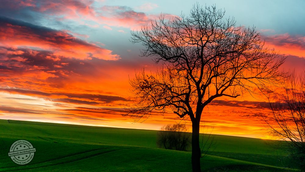 Sonnenuntergang mit Baum Foto & Bild | sonnenuntergänge, himmel ...