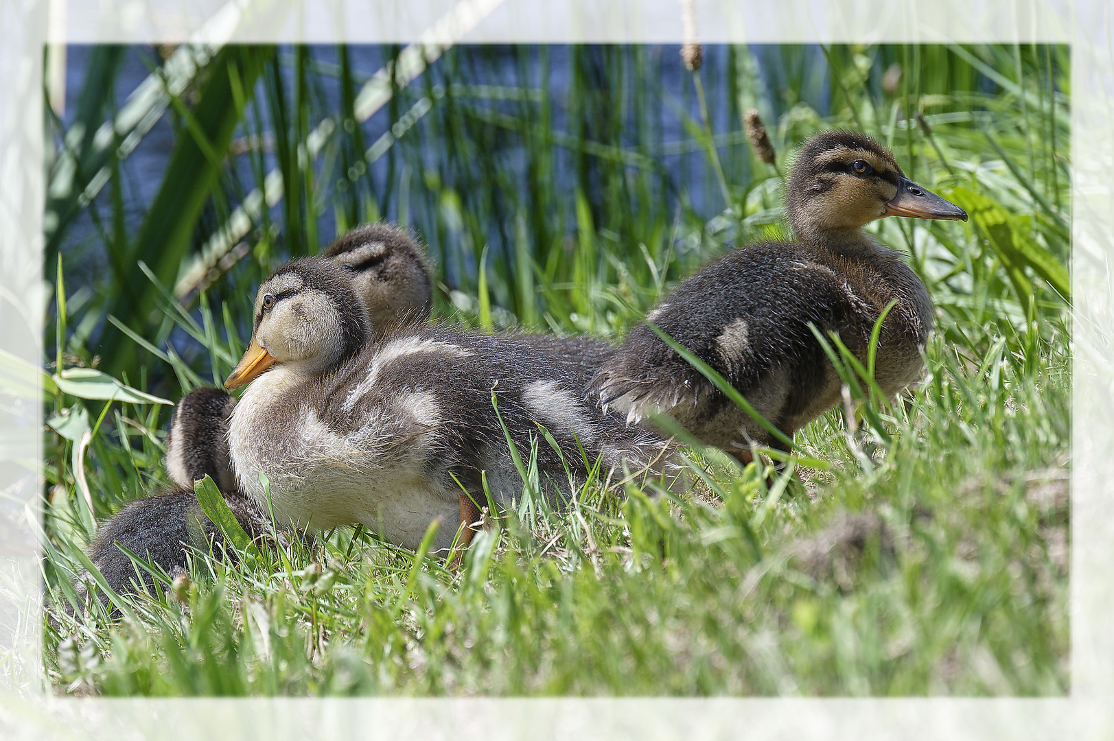 Sonnnenbad Foto & Bild | deutschland, ostfriesland, niedersachsen ...