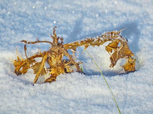 Disteln & Karden Bilder & Fotos