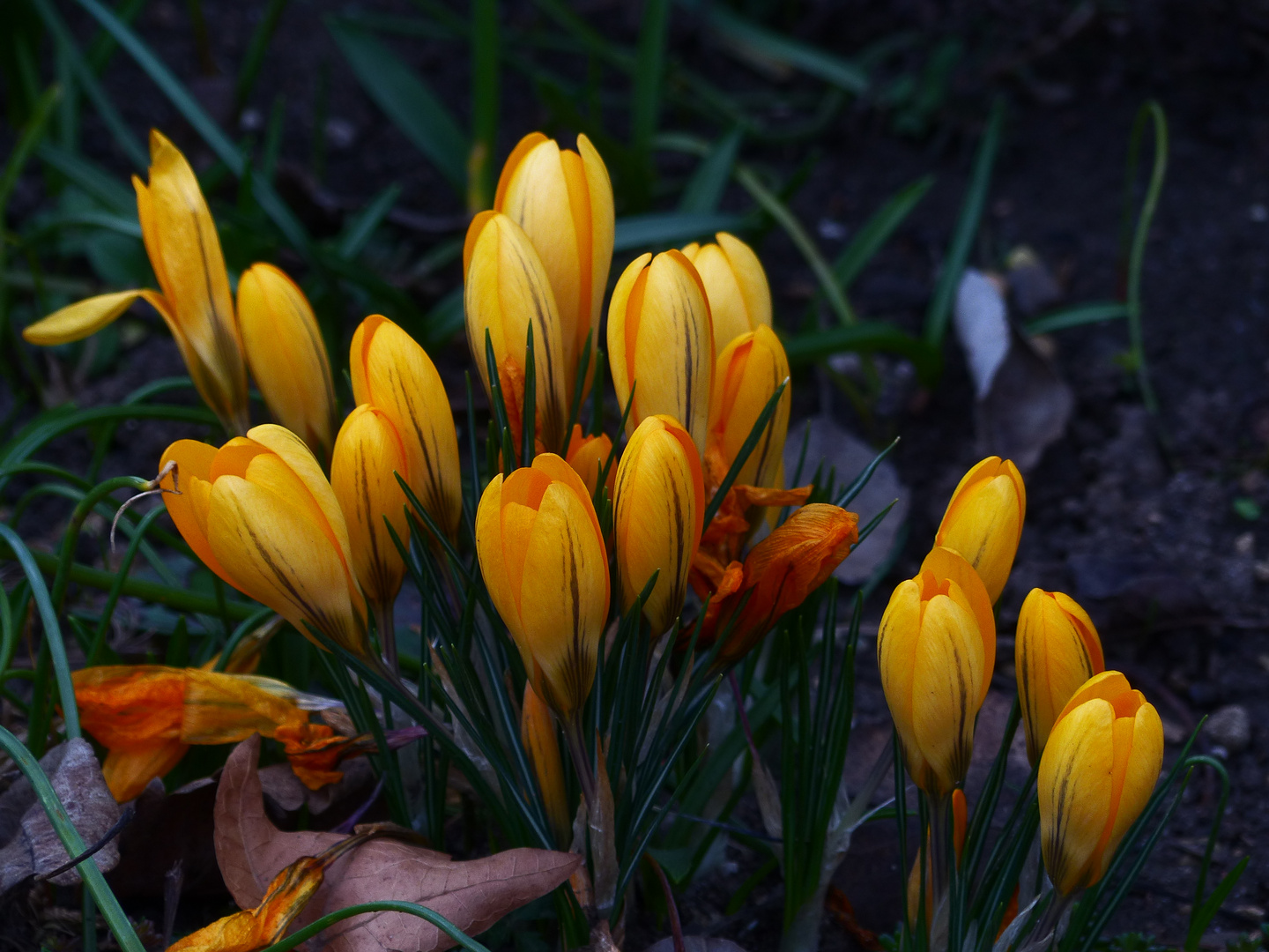 Sonntags - Krokusse Foto & Bild | pflanzen, pilze & flechten, blüten ...