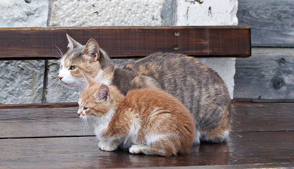 Sonntagsbild Foto & Bild | tiere, haustiere, katzen Bilder auf fotocommunity