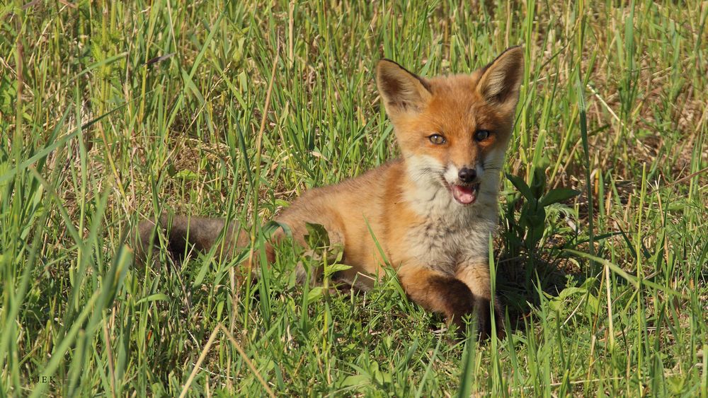 Sonnyboy Foto & Bild | rotfuchs, fuchs, raubtier Bilder auf fotocommunity