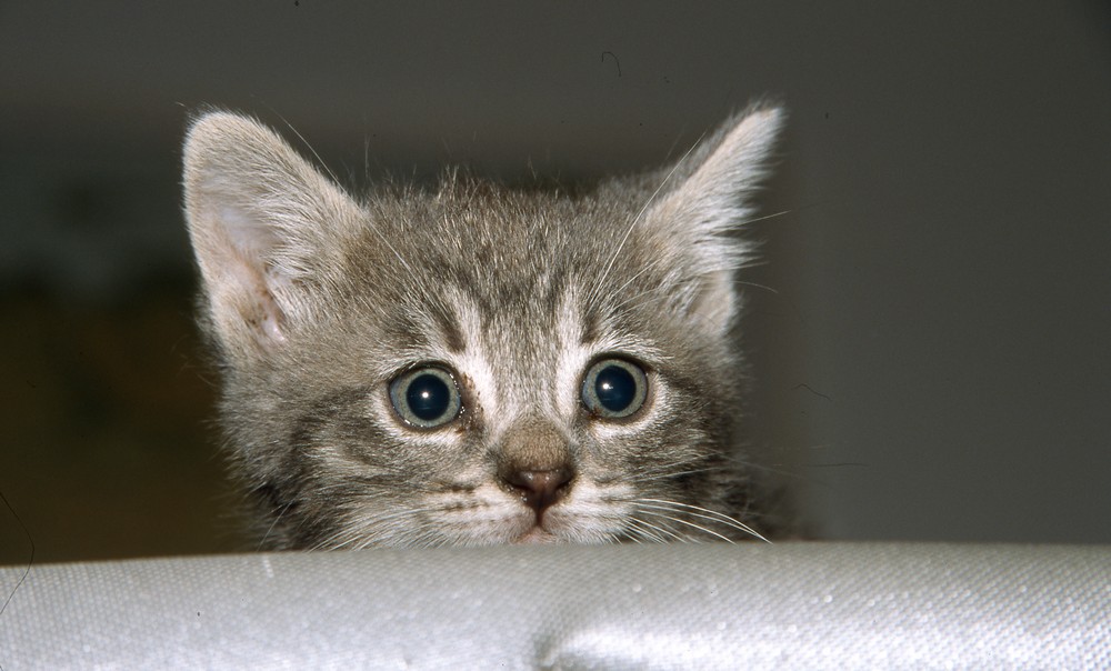 Sono una belva feroce ! Foto % Immagini| animali, animali domestici e ...