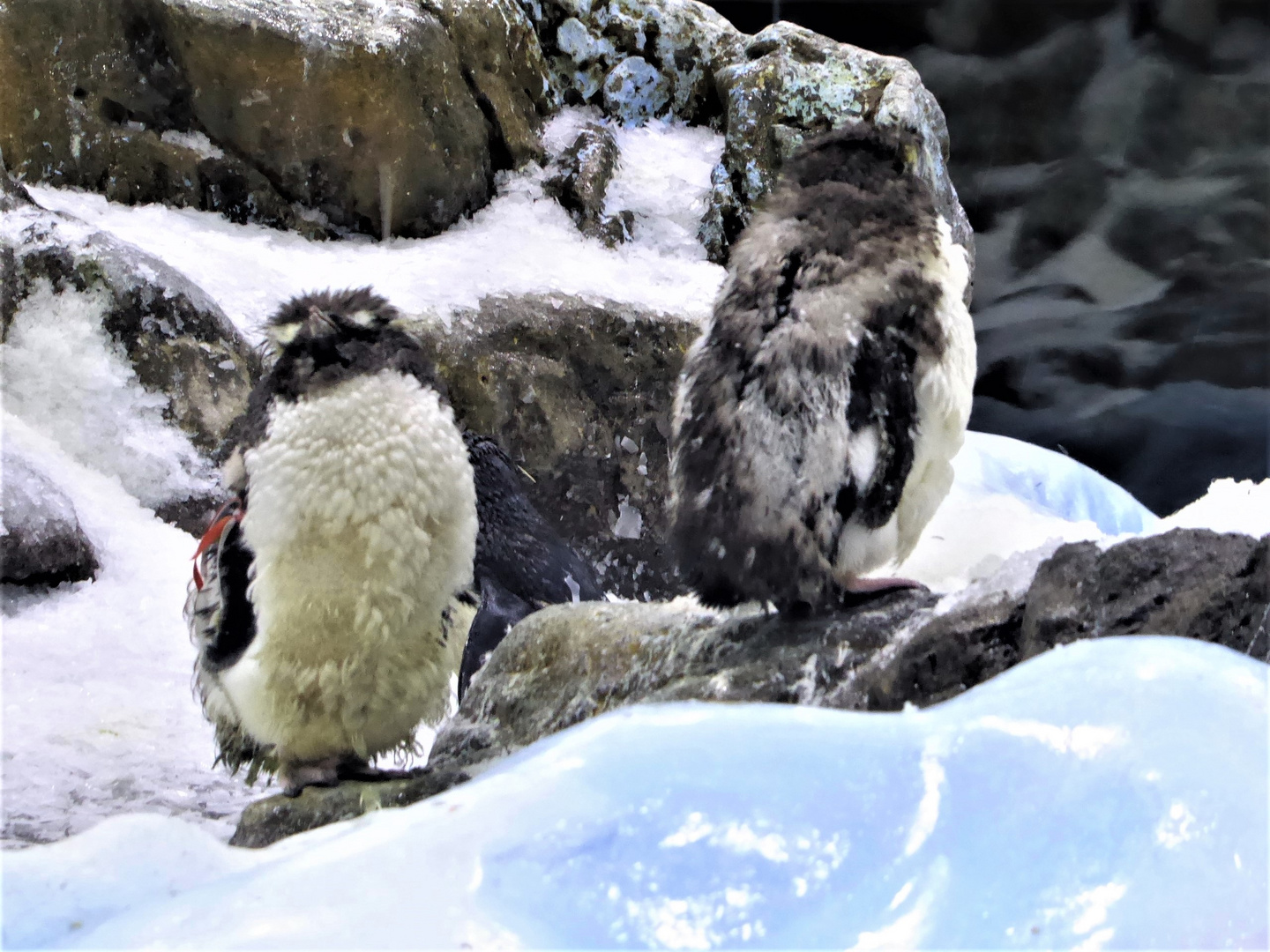 Sooo kalt.... Foto & Bild | spezial, natur, tiere Bilder auf fotocommunity