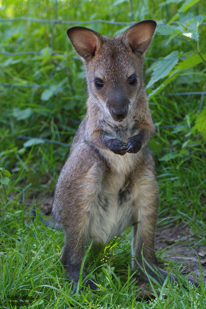 Soooo süß Foto & Bild | natur, tiere, tierpark Bilder auf fotocommunity
