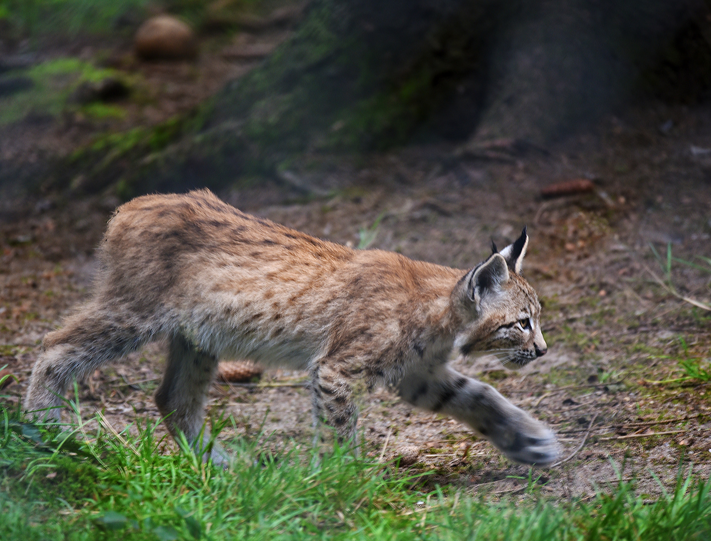 sorry, bin im Dienst Foto & Bild | natur, zoo, tiere Bilder auf ...