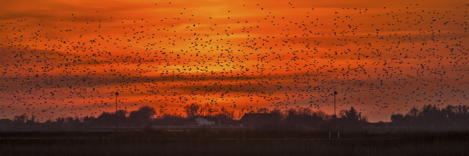 Sort sol Foto & Bild | tiere, wildlife, wild lebende vögel Bilder auf ...