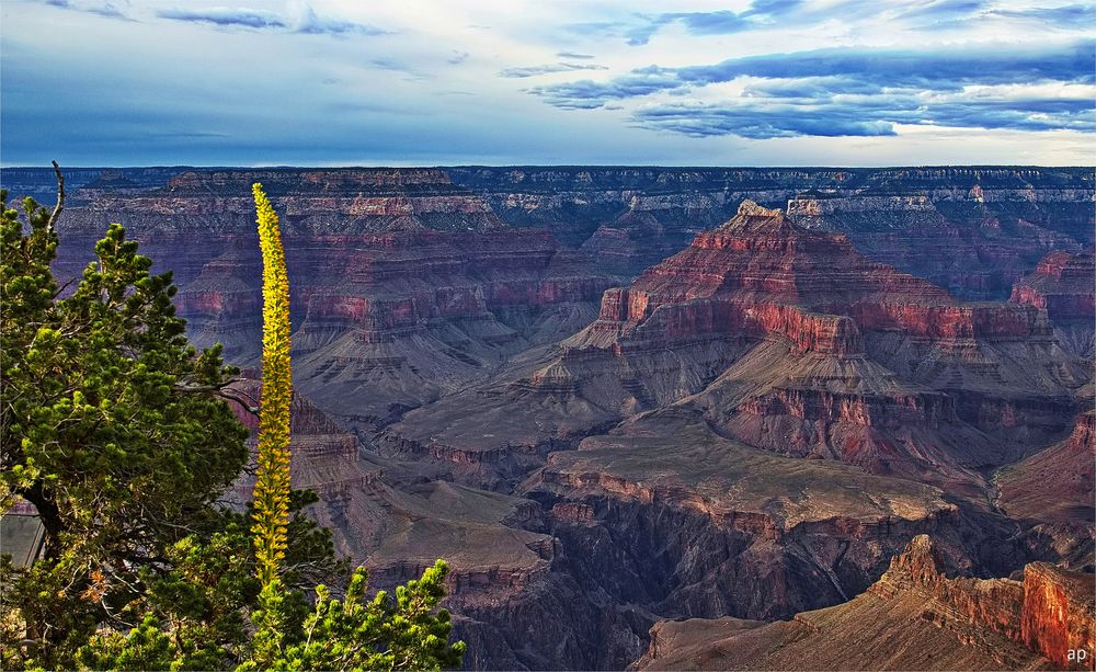 South Rim flower Foto & Bild | north america, abstraktes, united states ...